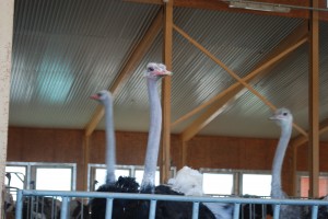 Strutsfakta - Svensk Struts