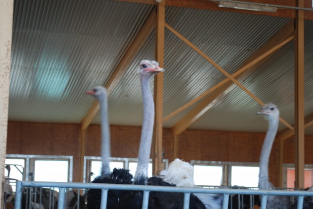 Strutsfakta - Svensk Struts