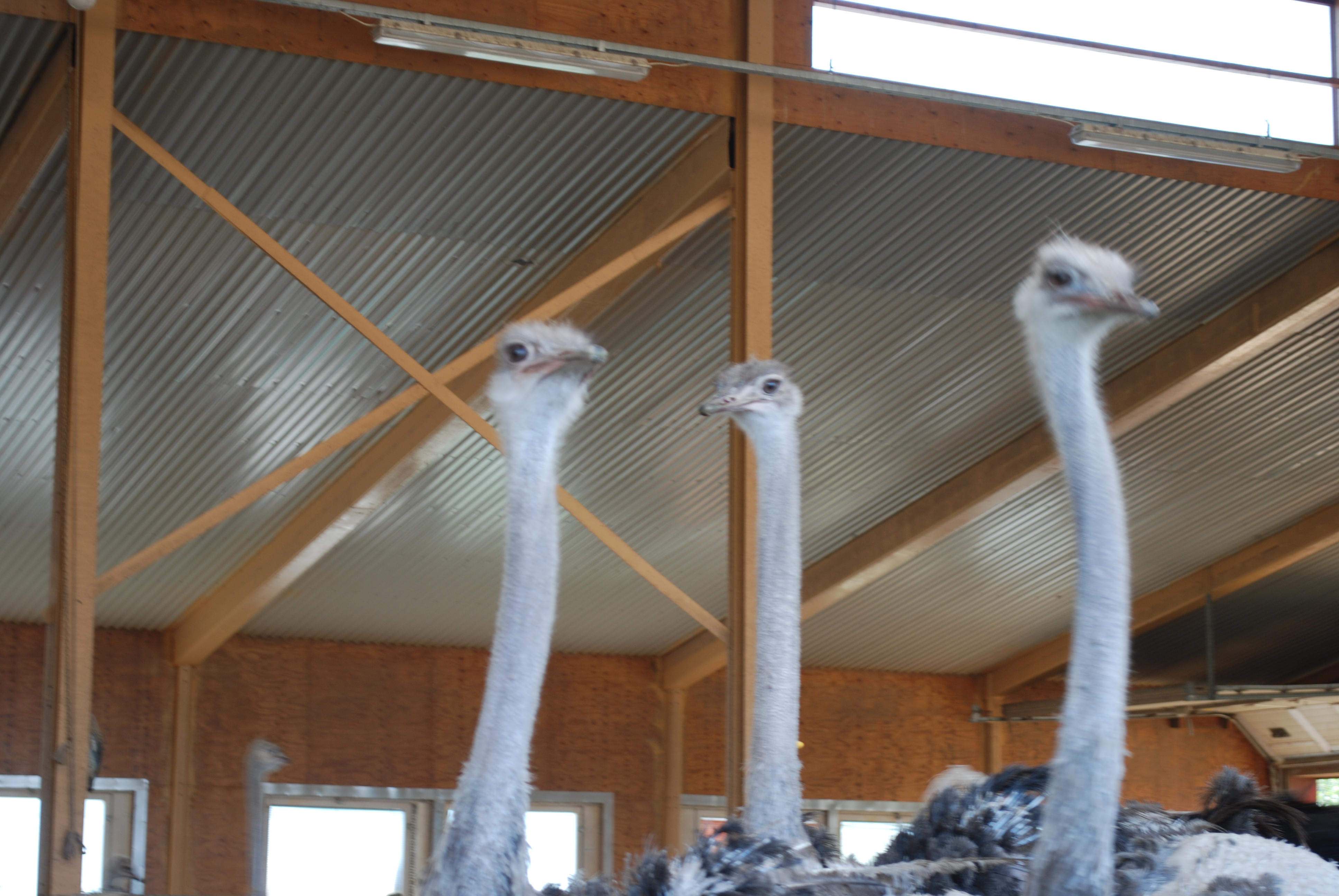 DSC_0395 - Svensk Struts