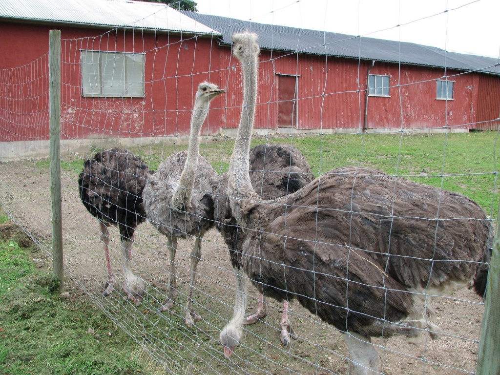 IMG_3459 - Svensk Struts