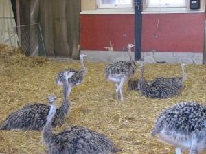 Strutsfakta - Svensk Struts