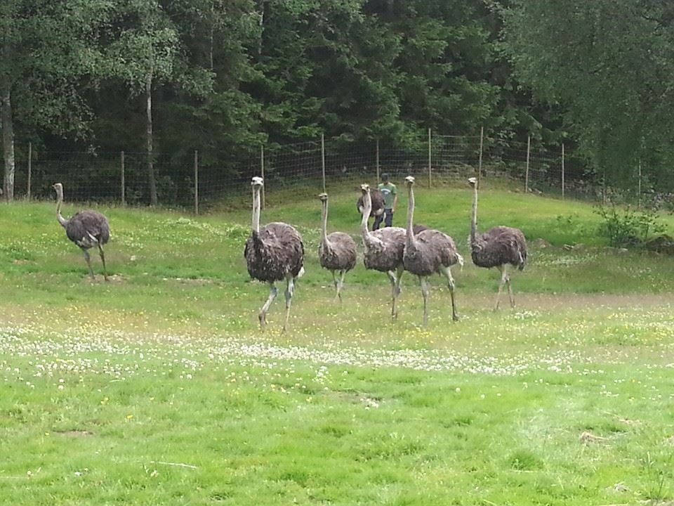 Strutsfakta - Svensk Struts